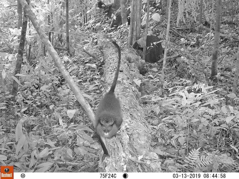 Monkeys eat endangered thrush eggs – Mongabay Kids