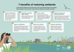 What are wetlands and how can we protect them? – Mongabay Kids