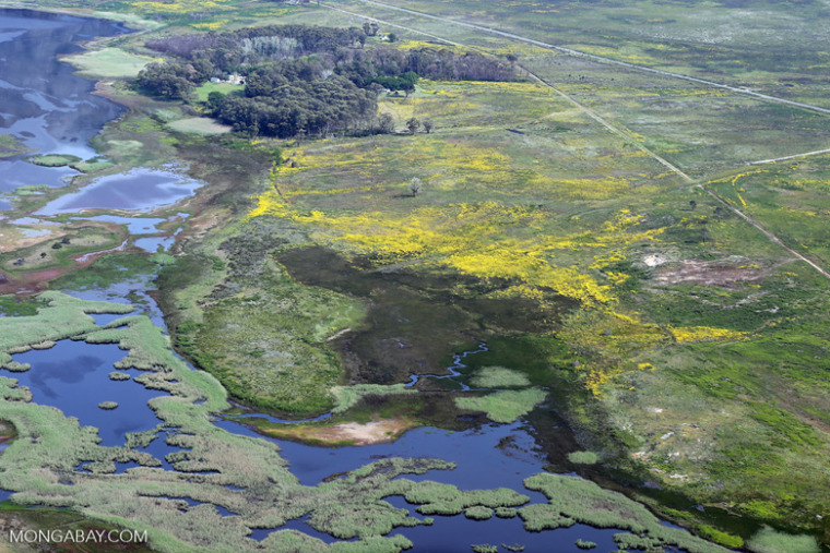 Hey, it’s Marsh Madness! – Mongabay Kids