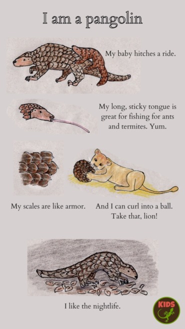 Hey! Celebrate World Pangolin Day – Mongabay Kids