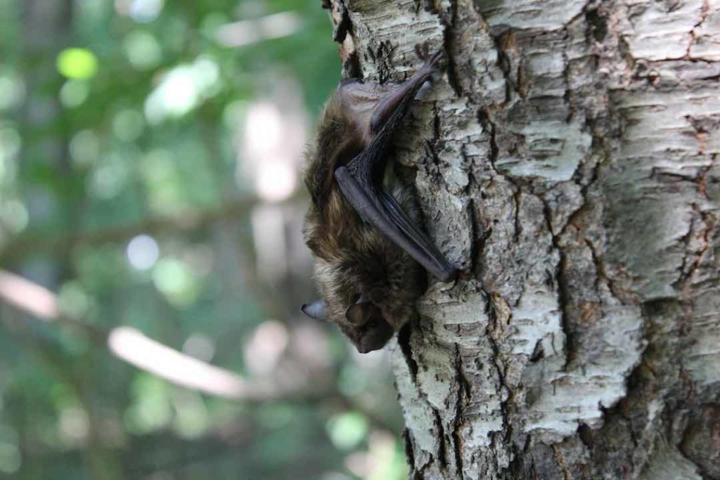 Steph saves bats – Mongabay Kids