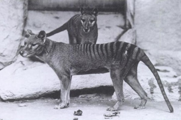 These animals look like a tiger… – Mongabay Kids