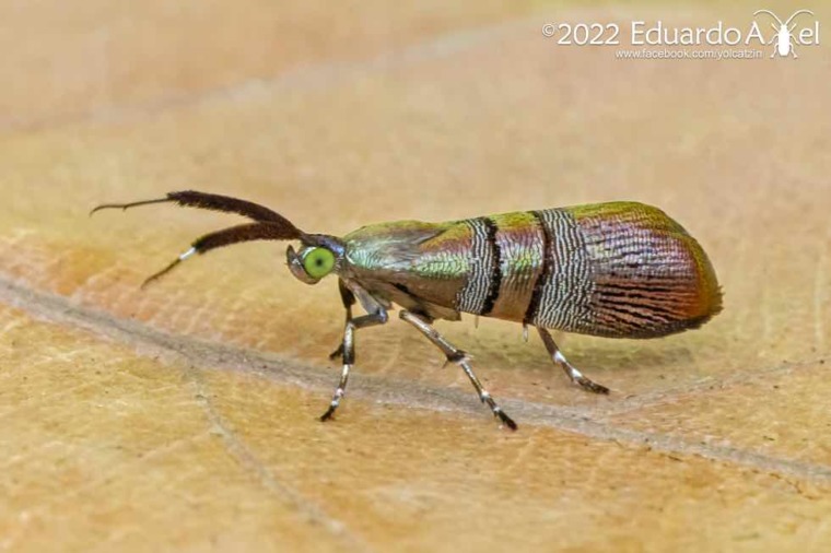 Meet 10 amazing moths of Mexico! – Mongabay Kids