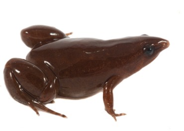 How do you discover a new species? – Mongabay Kids