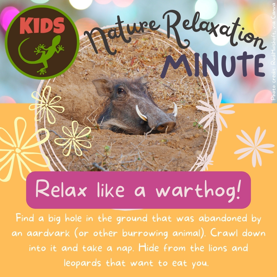 Introducing the common warthog! – Mongabay Kids