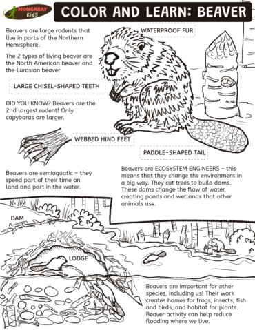 Color and learn: Beaver – Mongabay Kids