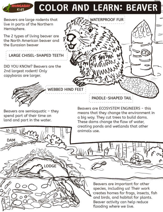 Color and learn: Beaver – Mongabay Kids