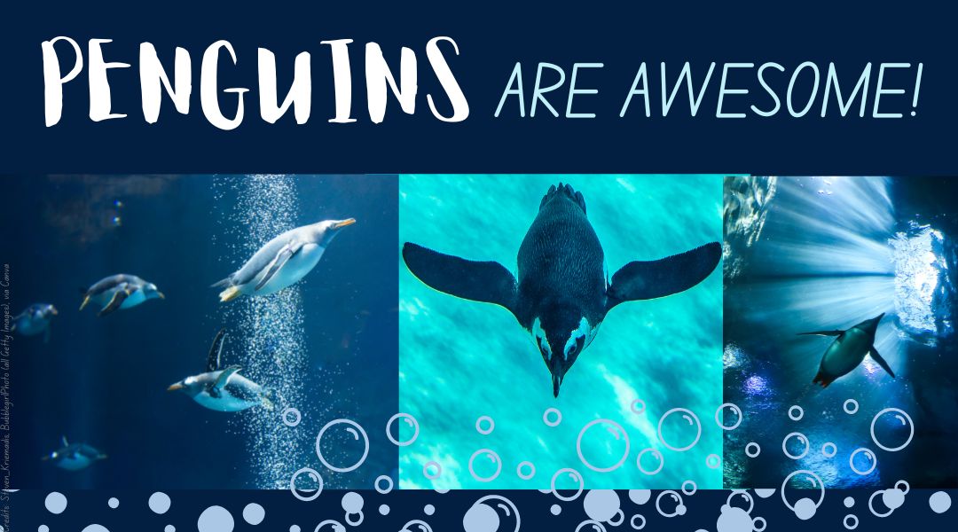 What is a penguin? Learn some penguin basics – Mongabay Kids