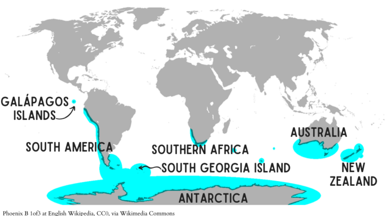 What is a penguin? Learn some penguin basics – Mongabay Kids