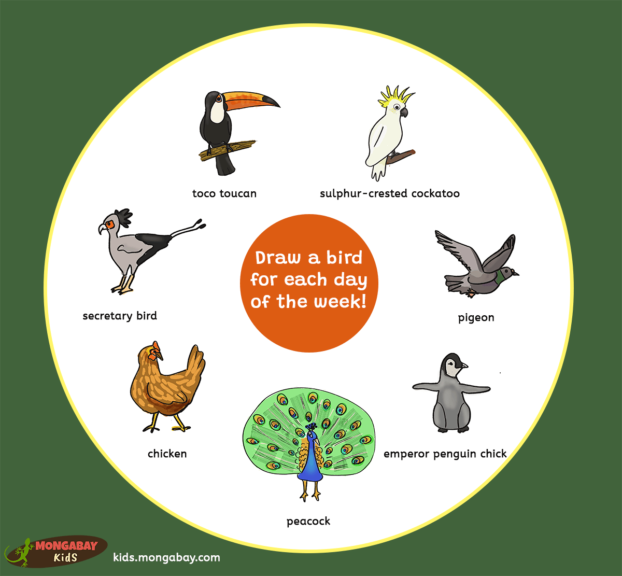 How to draw: Bird – Mongabay Kids