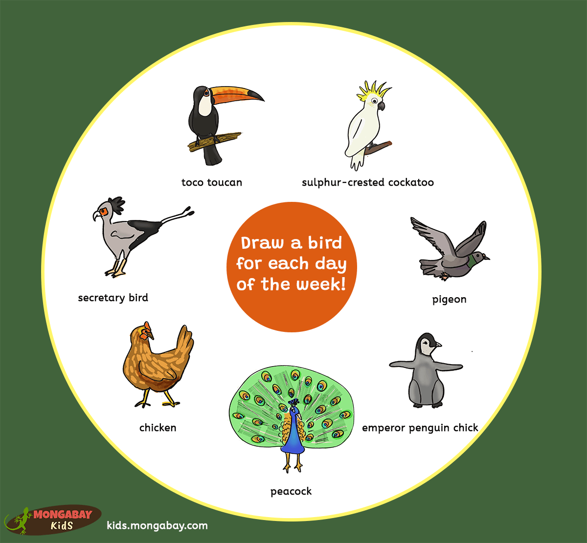 How to draw: Bird – Mongabay Kids