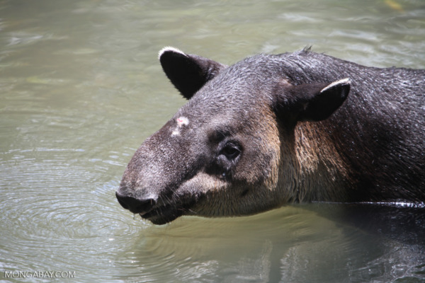 Test your tapir knowledge! – Mongabay Kids