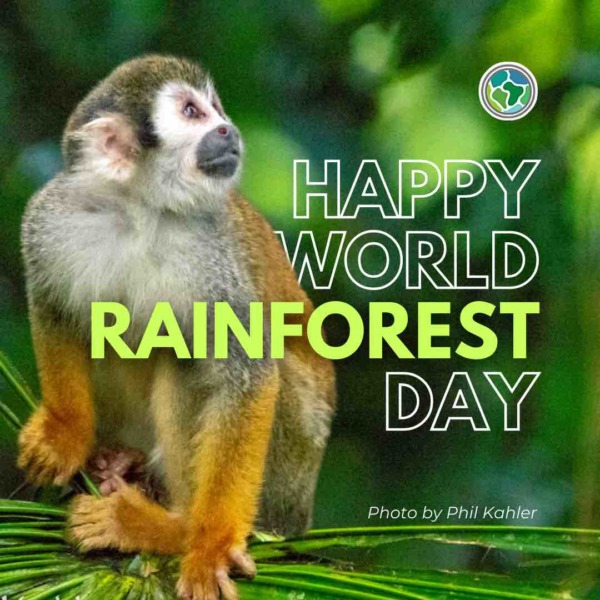 World Rainforest Day is June 22 – Mongabay Kids