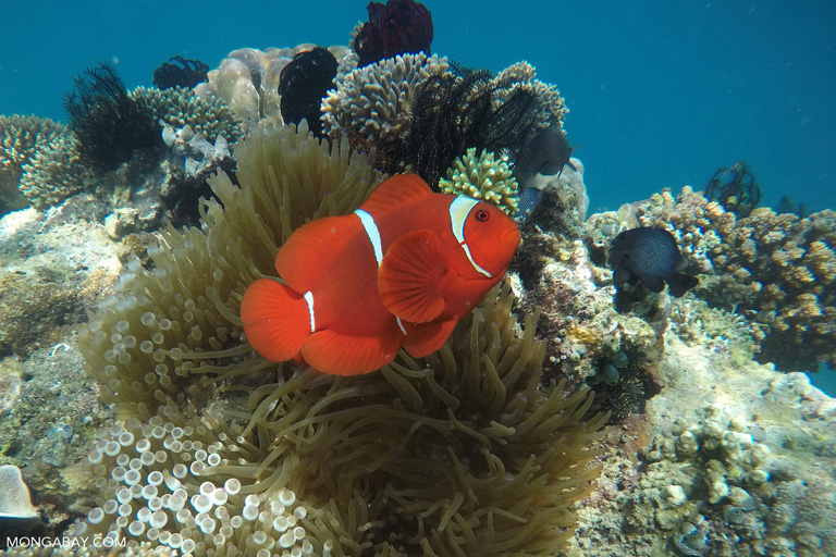 World Ocean’s Day: Why the ocean is important – Mongabay Kids