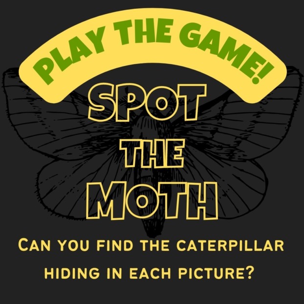Spot the moth game – Mongabay Kids