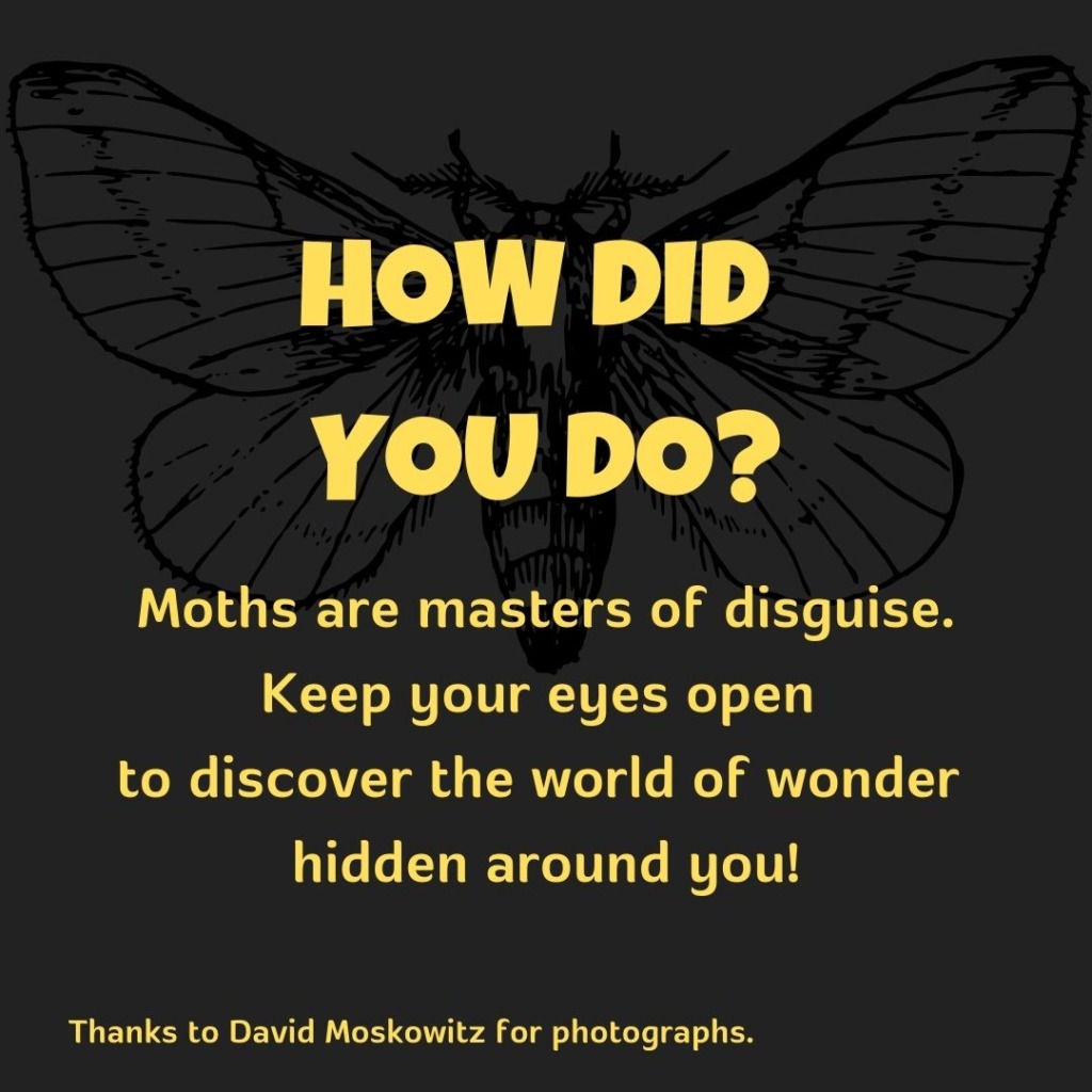 Spot the moth game – Mongabay Kids