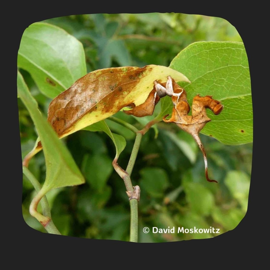 Spot the moth game – Mongabay Kids