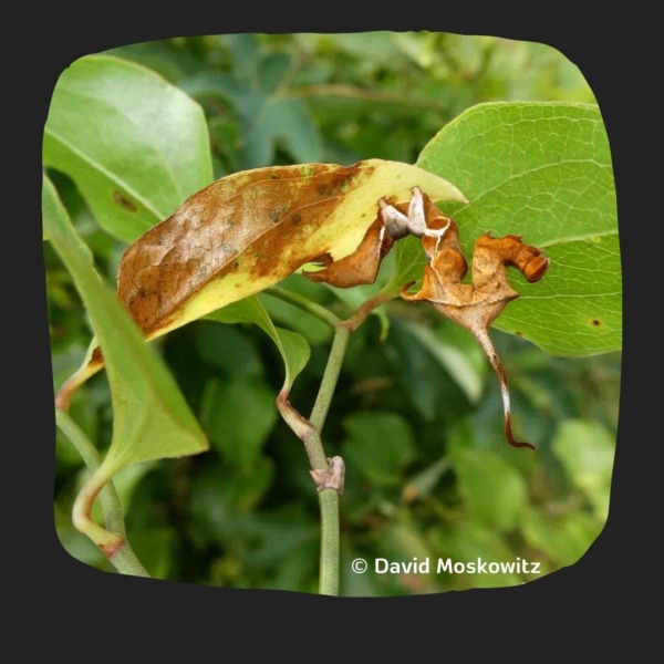 Spot the moth game – Mongabay Kids