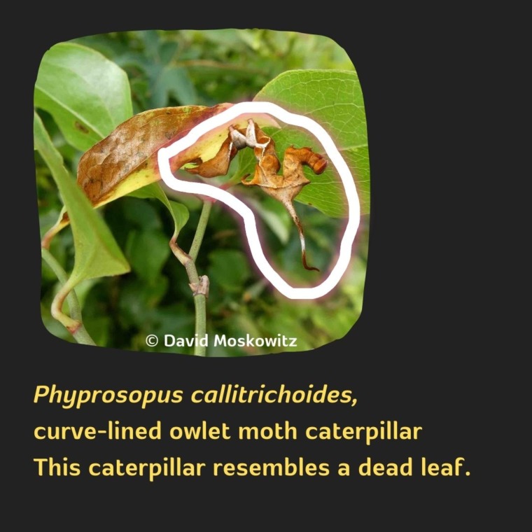 Spot the moth game – Mongabay Kids