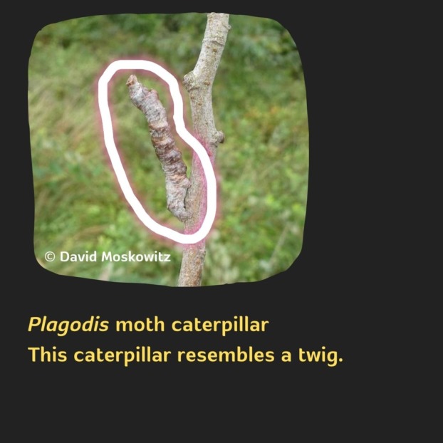 Spot the moth game – Mongabay Kids