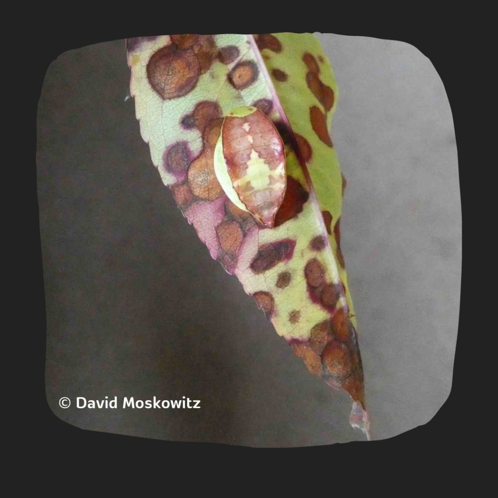 Spot the moth game – Mongabay Kids