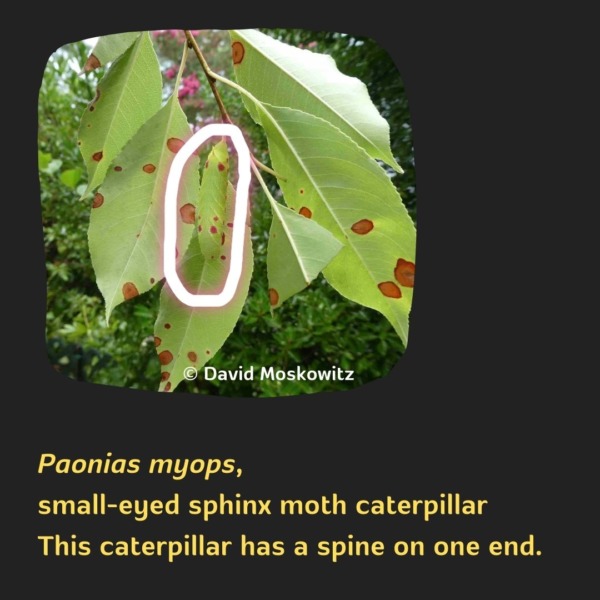 Spot the moth game – Mongabay Kids