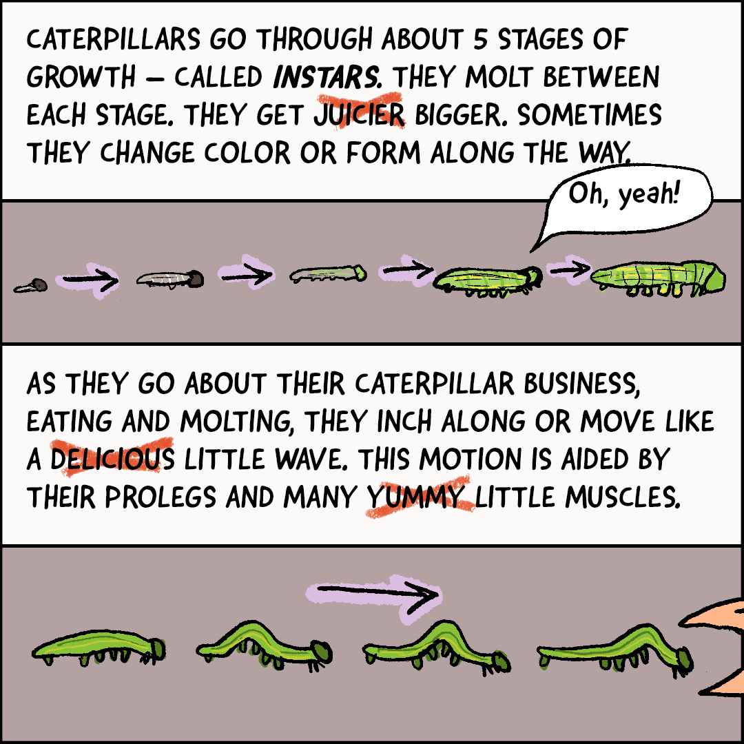 A chicken’s guide to caterpillars – Mongabay Kids