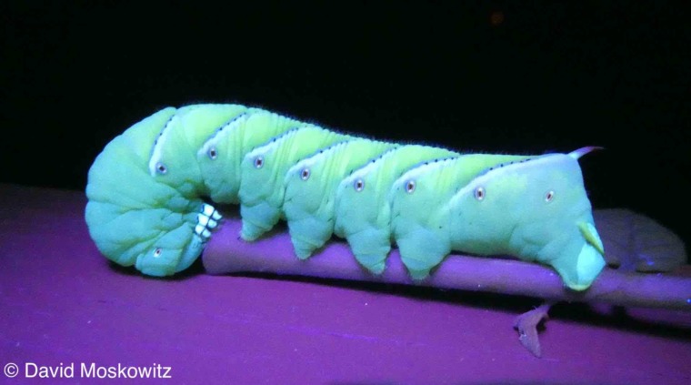 How many legs does a caterpillar have? – Mongabay Kids