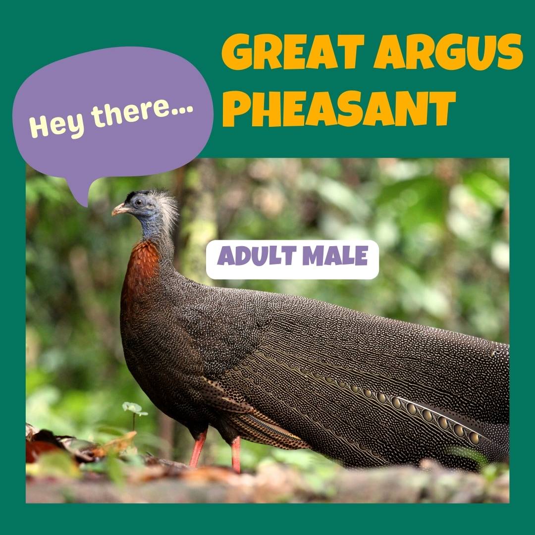 Meet a dancing bird with many “eyes” – Mongabay Kids