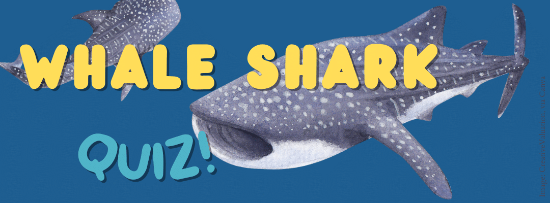 What do you know about whale sharks? – Mongabay Kids