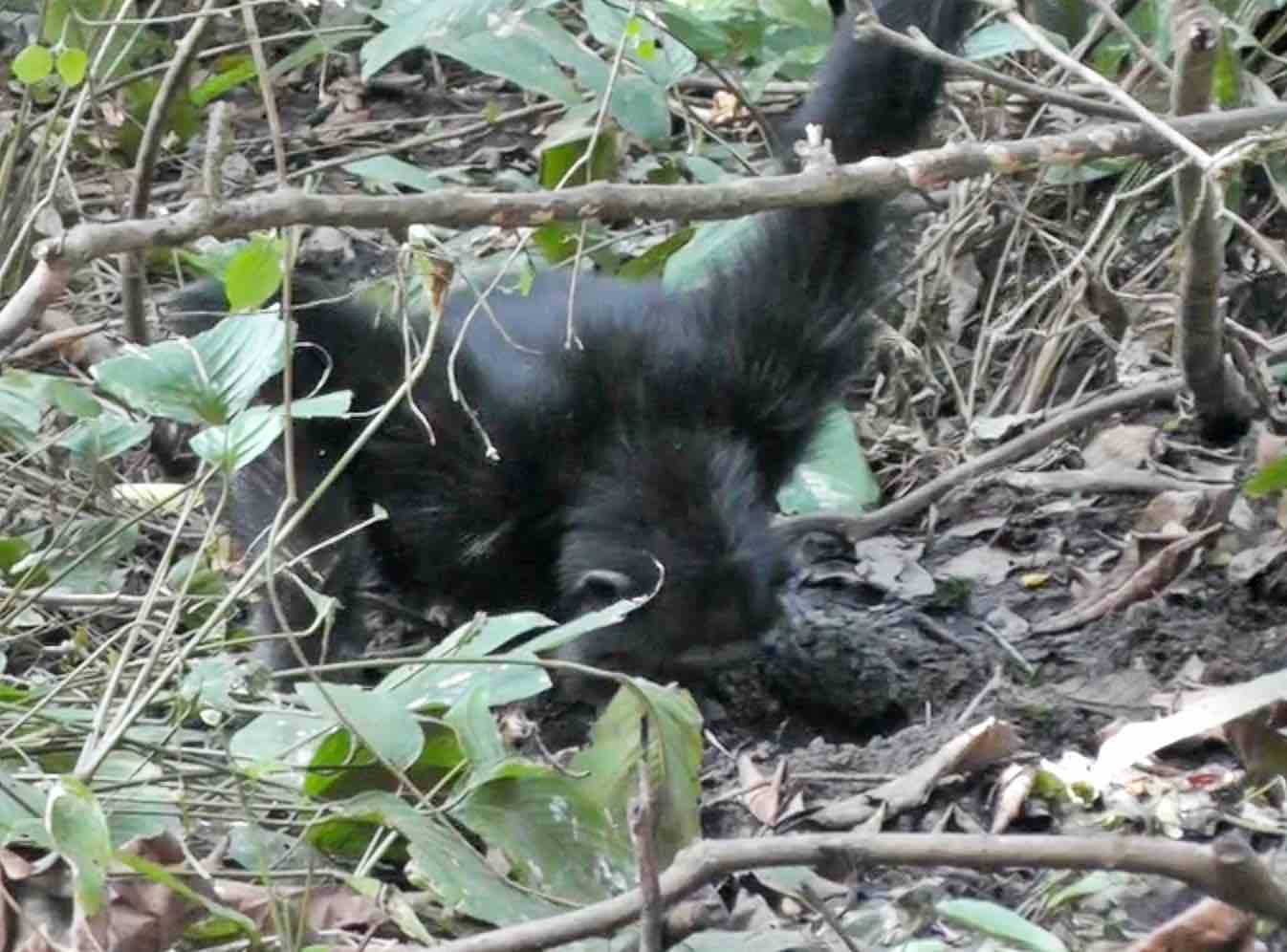 Well, well, well – chimps use technology and they may teach it too ...