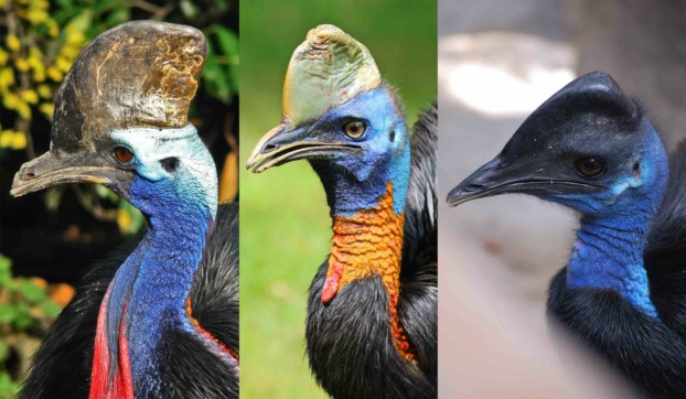 Southern cassowary (Casuarius casuarius) – Mongabay Kids