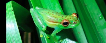 A rewilded property in Costa Rica is home to a surprise new frog ...