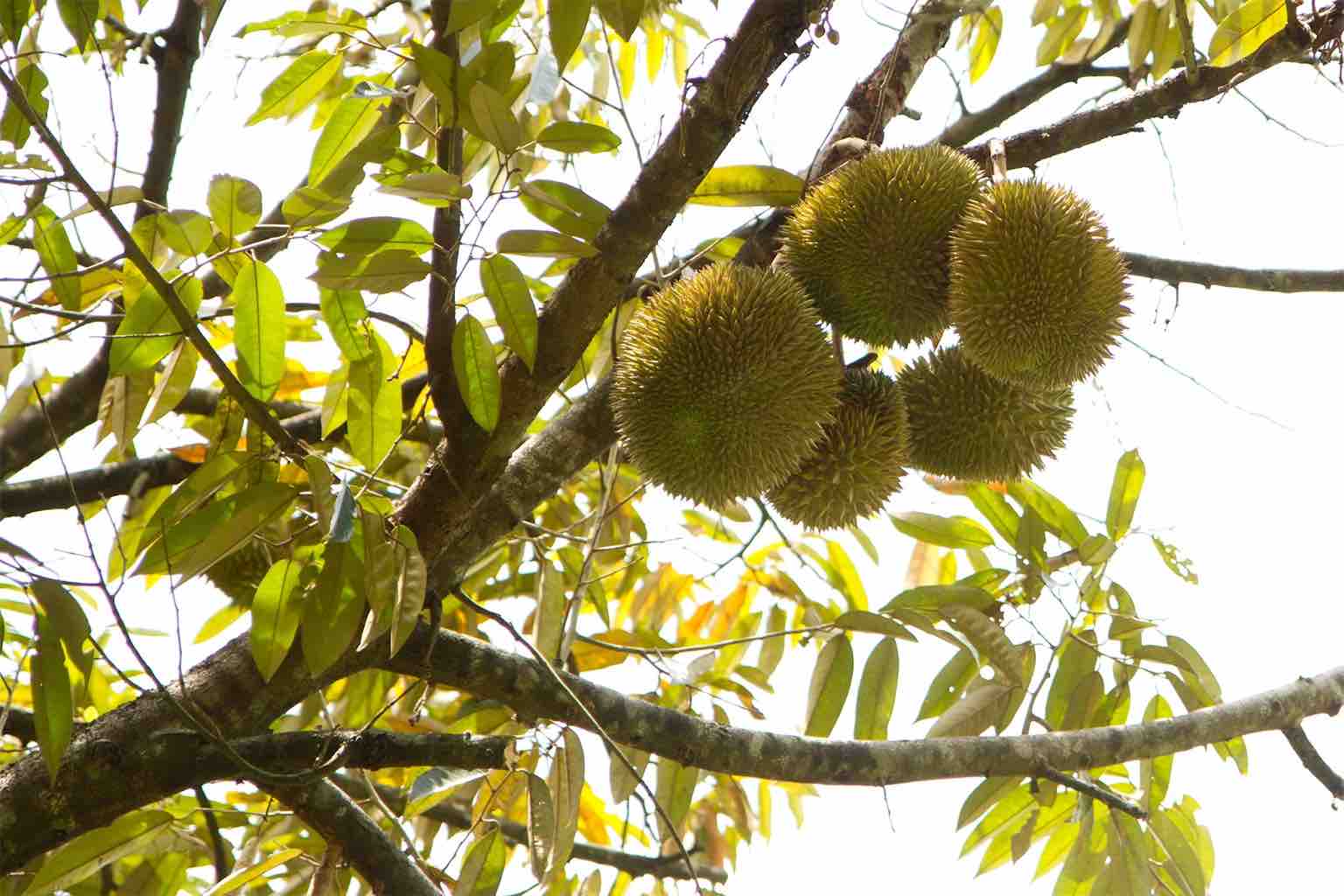 Bats in Indonesia help people by pollinating crops – Mongabay Kids