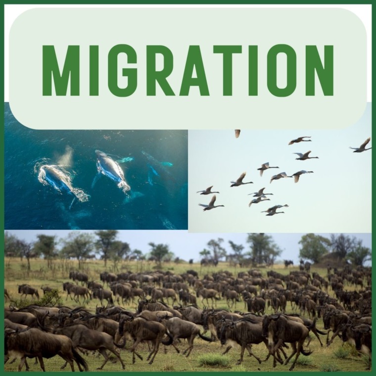 Meet the bearded pig – a pig that migrates – Mongabay Kids