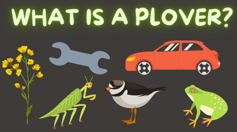 What is a plover? – Mongabay Kids