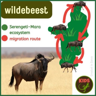 Meet the bearded pig – a pig that migrates – Mongabay Kids