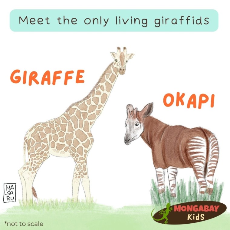 Celebrate World Okapi Day – Mongabay Kids