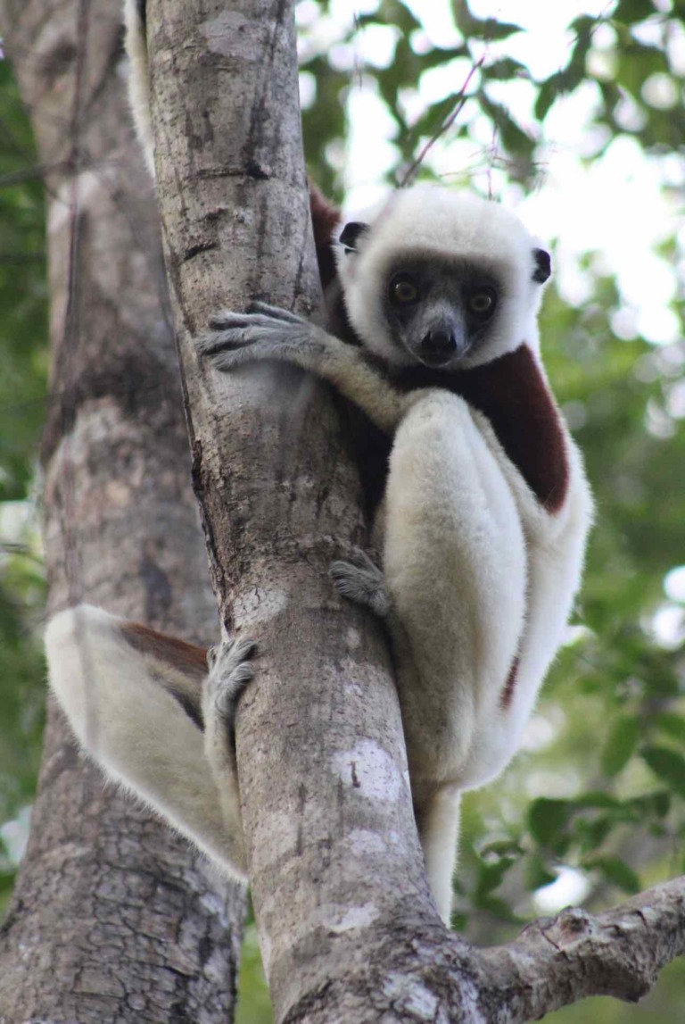 For Coral, Coquerel’s sifakas are the coolest! – Mongabay Kids