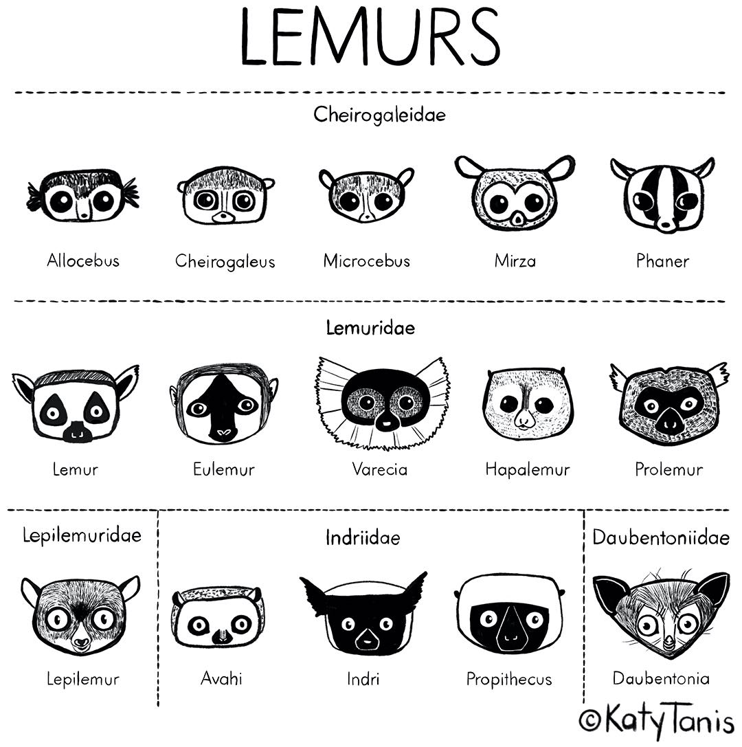 Katy loves drawing lemurs! – Mongabay Kids