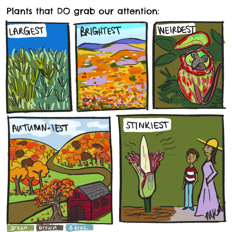 Plants that grab our attention – Mongabay Kids