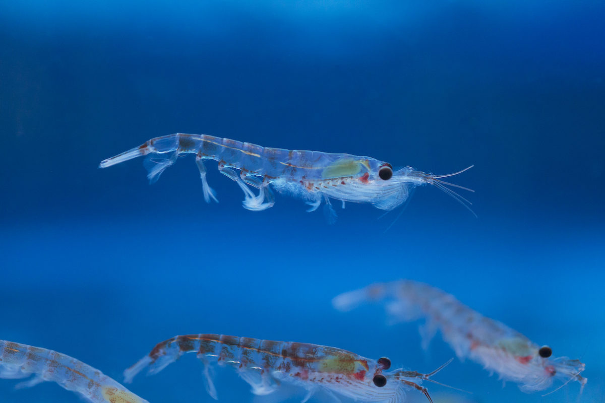 Thrill to the krill – Mongabay Kids