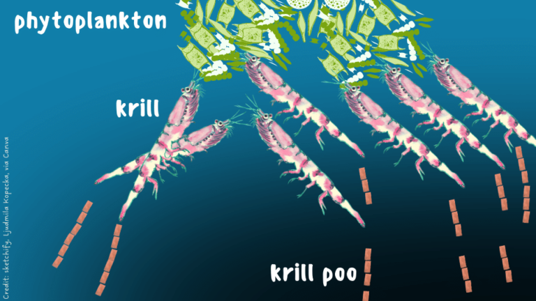 Thrill to the krill – Mongabay Kids