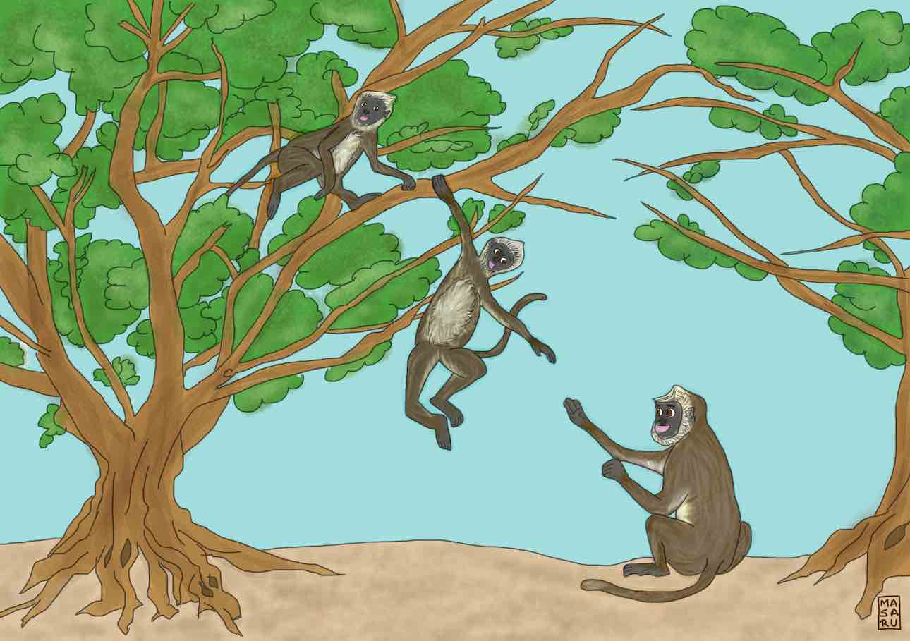 Learn about monkeys – Mongabay Kids