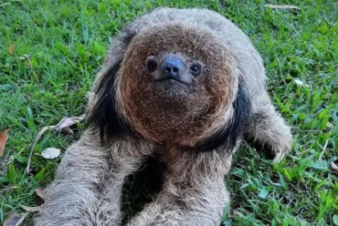 How do you discover a new species? – Mongabay Kids