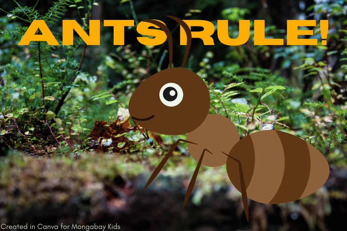 Earth is home to quadrillions of ants – Mongabay Kids