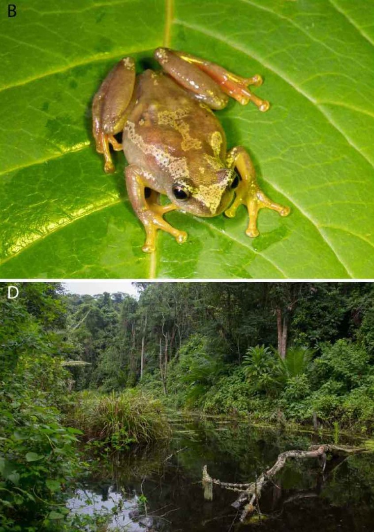 It’s not easy to detect a silent frog! But scientists found one in ...
