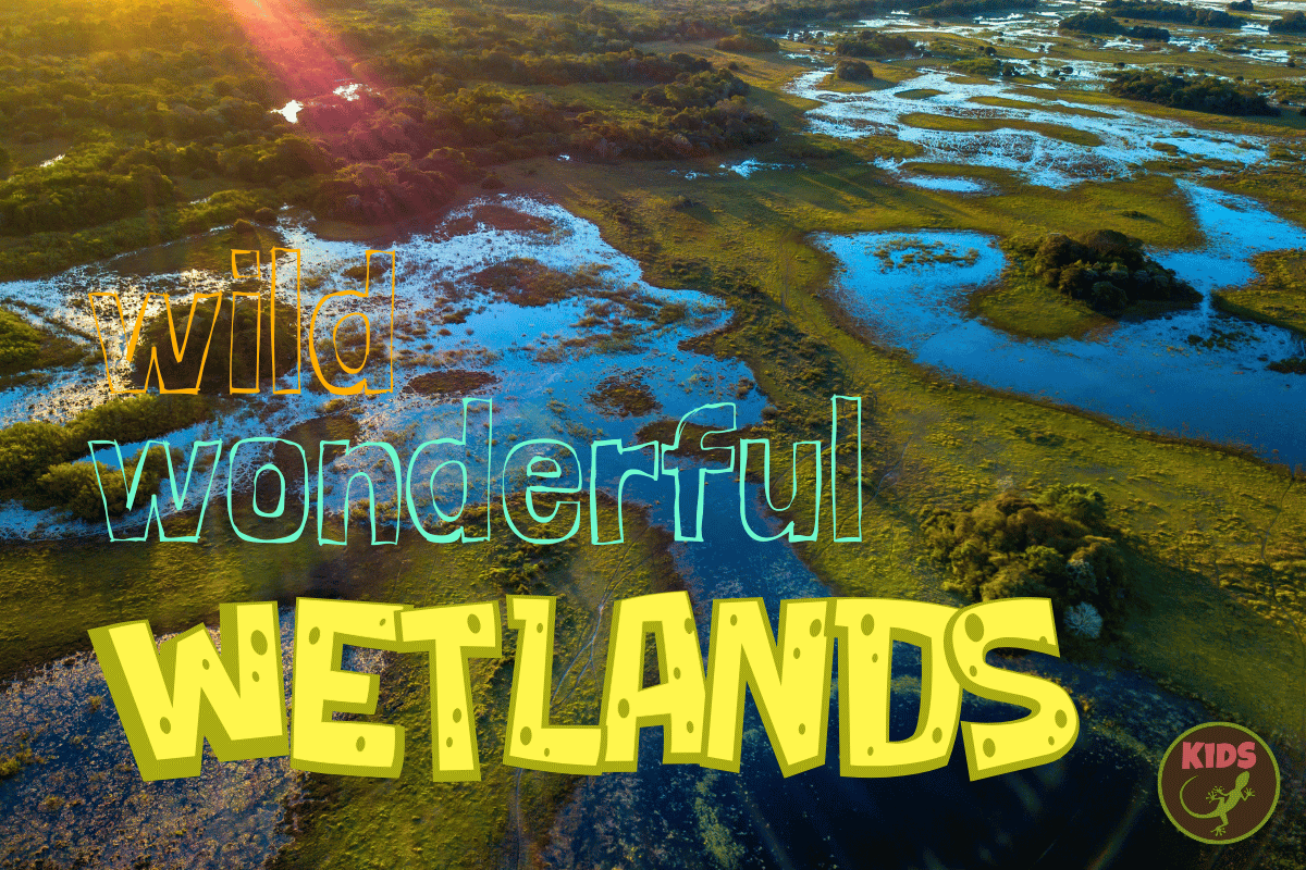 What are wetlands and how can we protect them? – Mongabay Kids