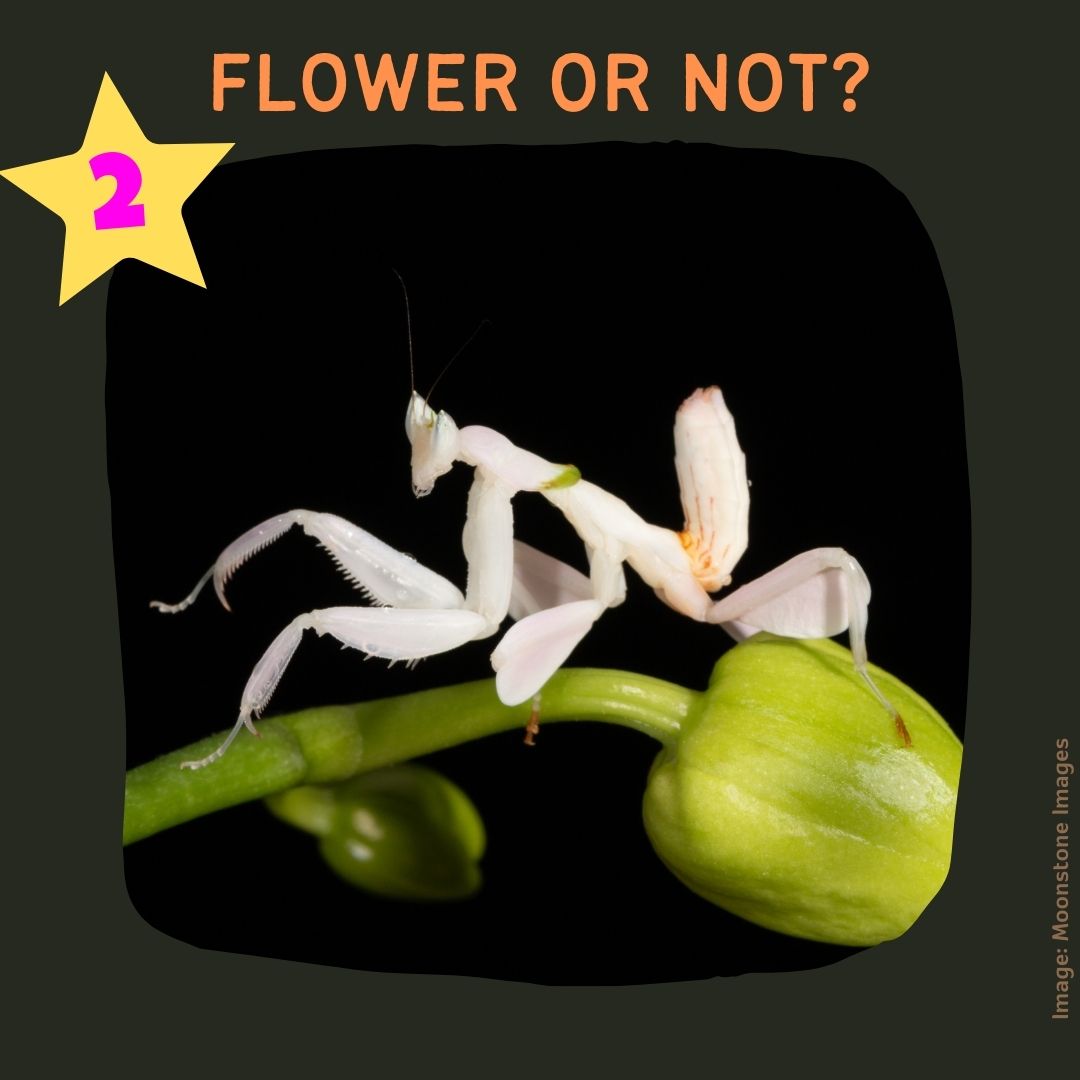 Take the ‘flower or not?’ challenge! – Mongabay Kids