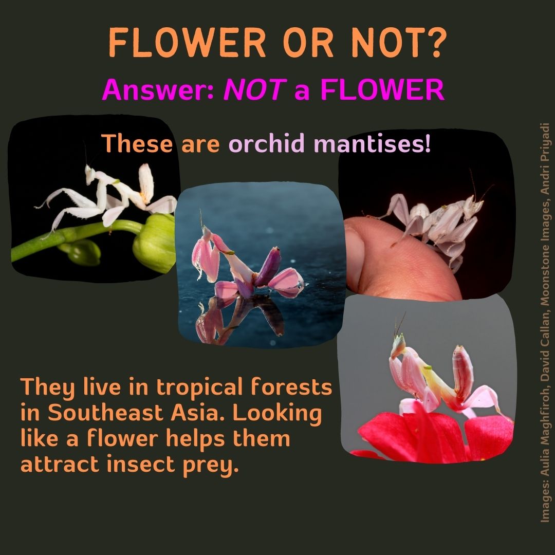 Take the ‘flower or not?’ challenge! – Mongabay Kids